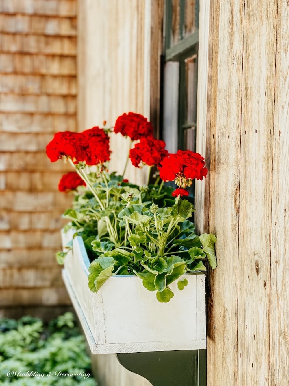Geranium Window Box Ideas for Summer with a Patriotic Twist