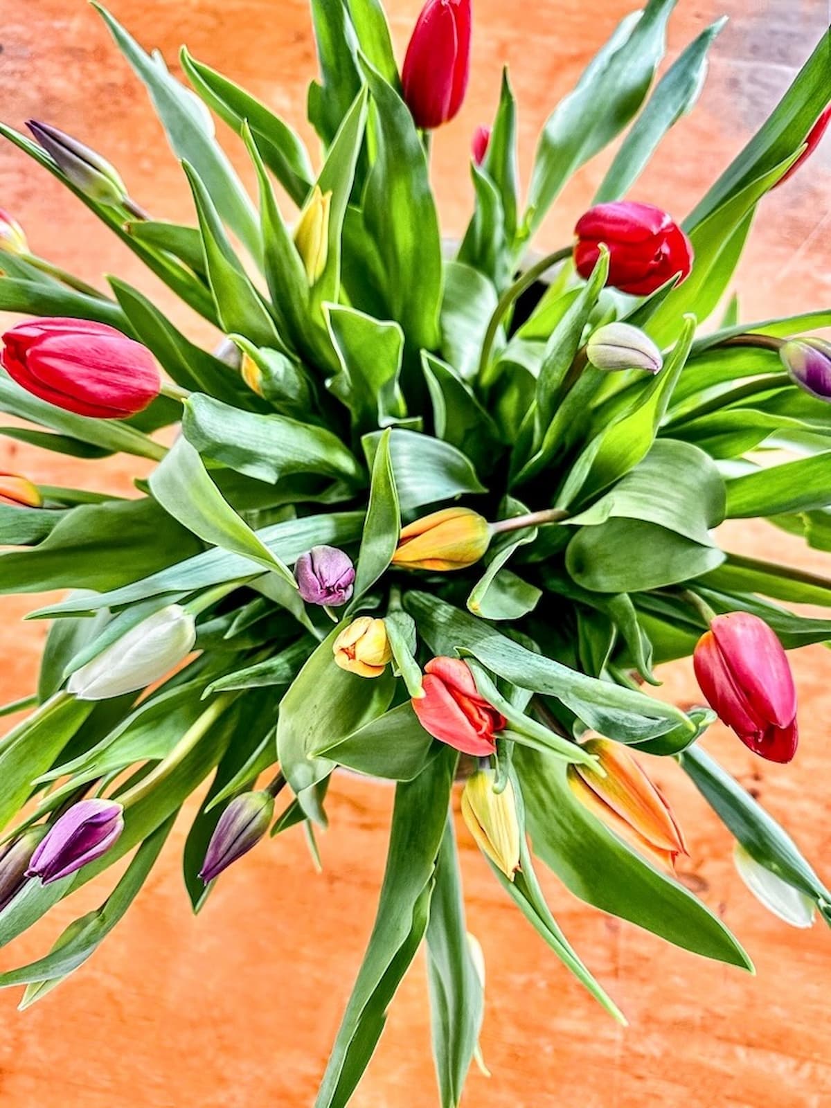 How to Keep Tulips from Drooping | Why Tulips Droop + Penny Fix