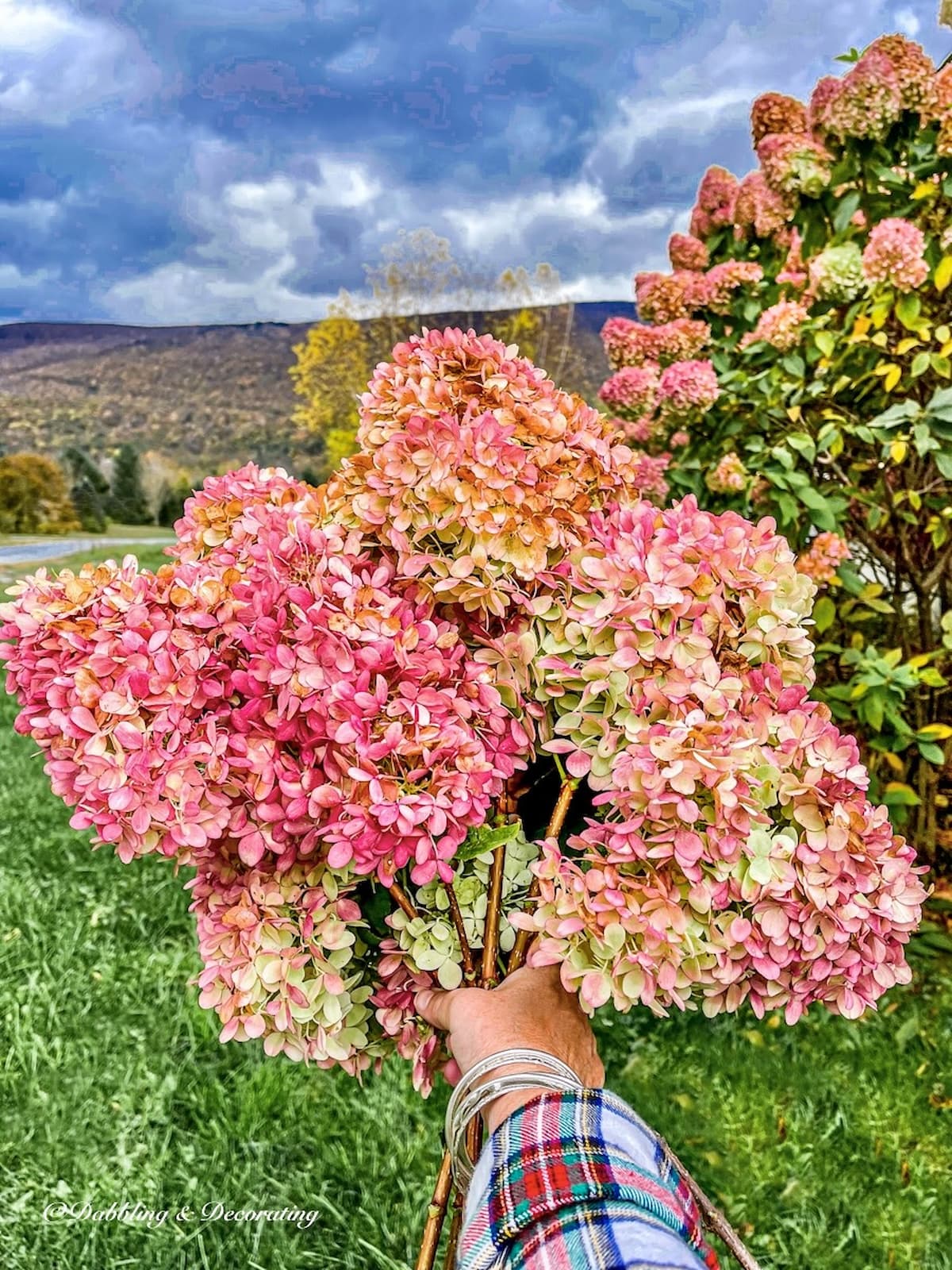 Fall Hydrangeas Decorating Guide For Pink Blooms